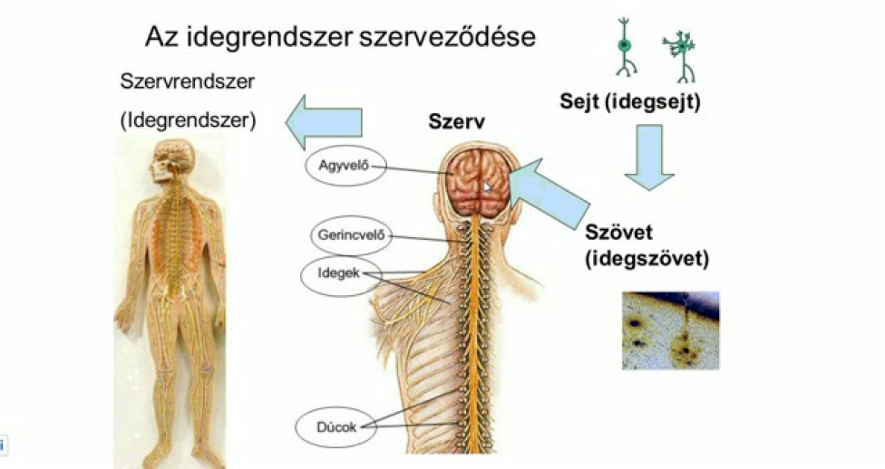 Biológia -Az idegrendszer felépítése - indavideo.hu